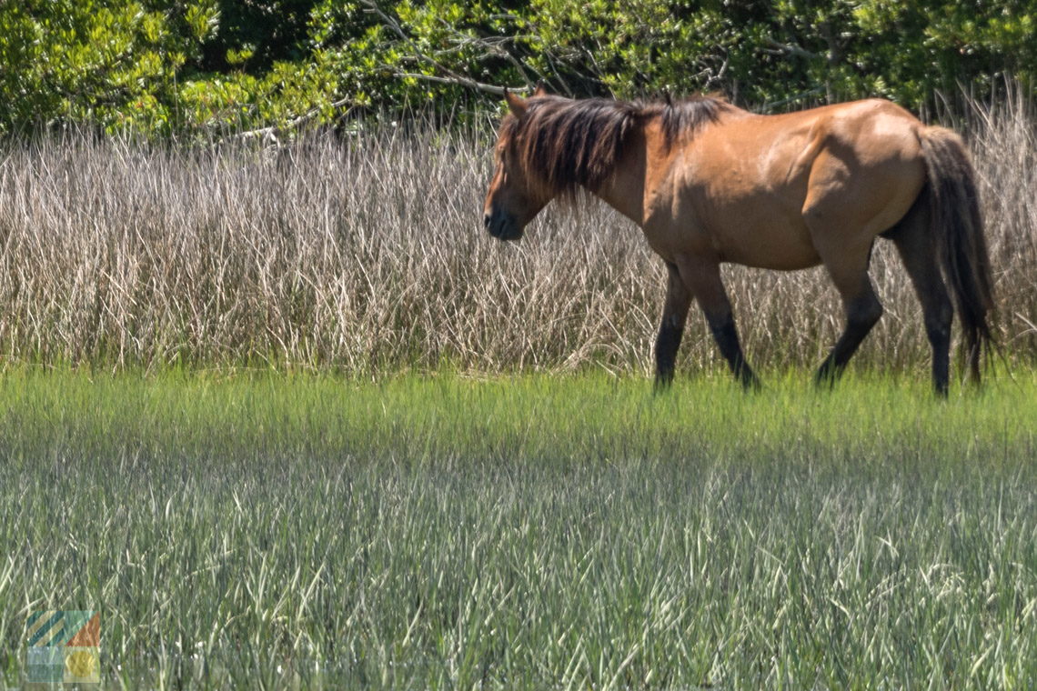 Rachel Carson Reserve - OuterBanks.com